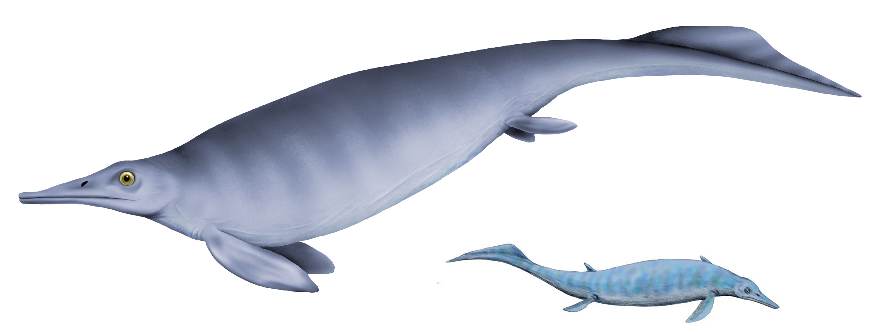 The first discovery of a large Ichthyosaur fossil in Early Triassic in ...
